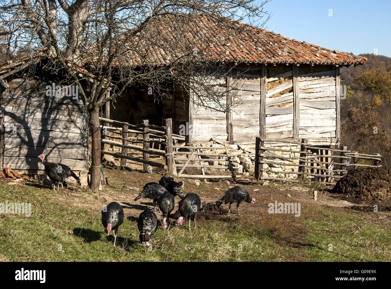 Free range domestic turkeys of meadow in mountain Stock Photo - Alamy