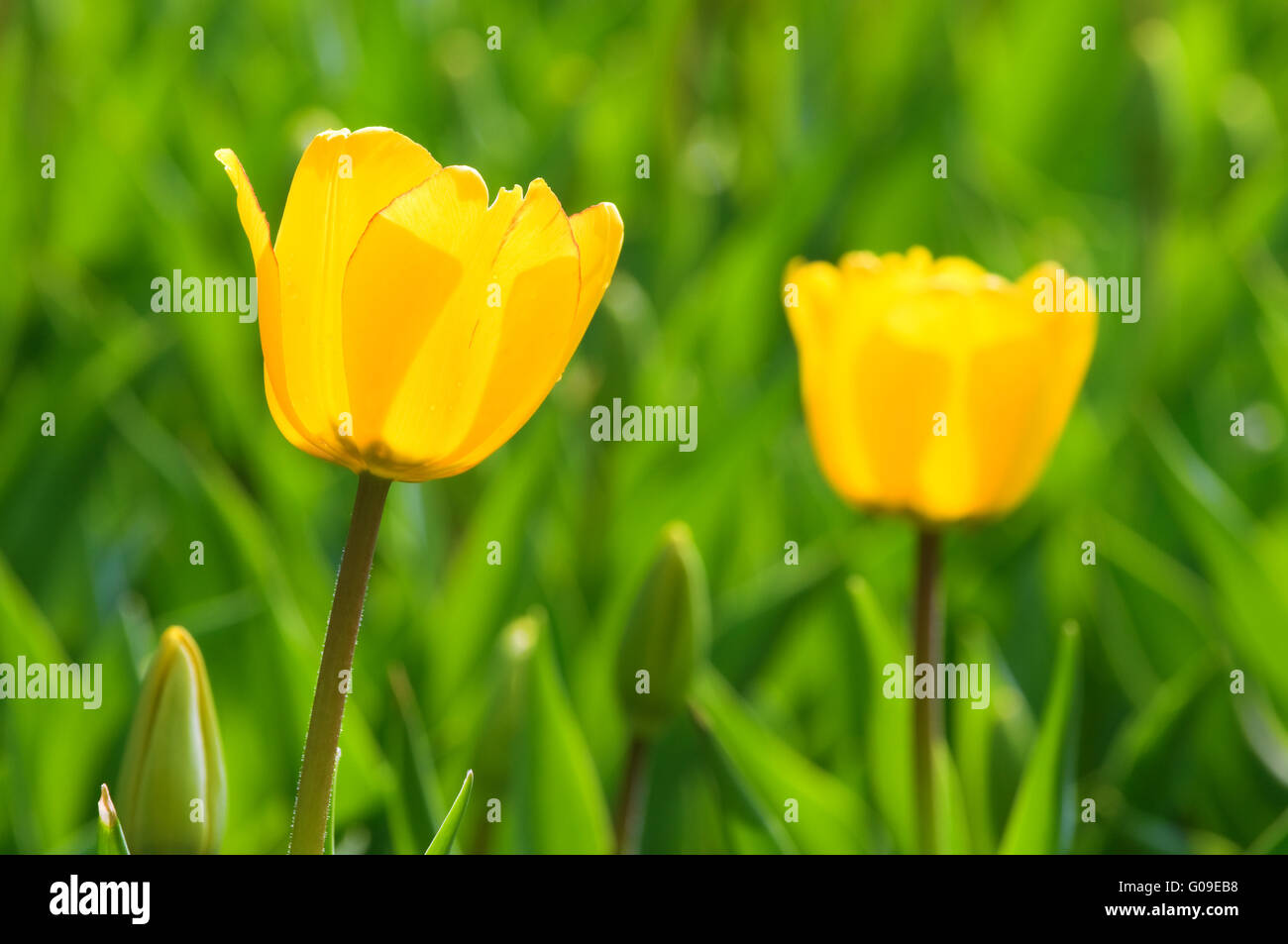 Close view of two yellow tulips with green background Stock Photo - Alamy