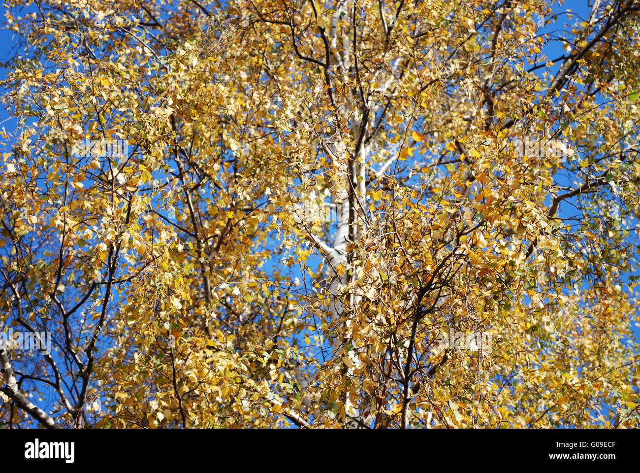 Crown birch hi-res stock photography and images - Alamy