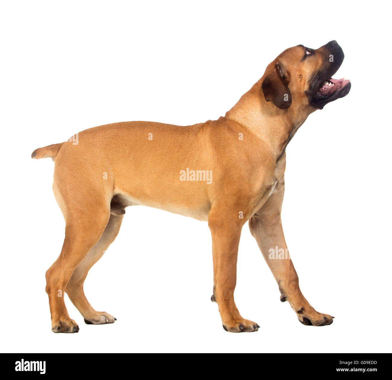 South african bulldog hi-res stock photography and images - Alamy