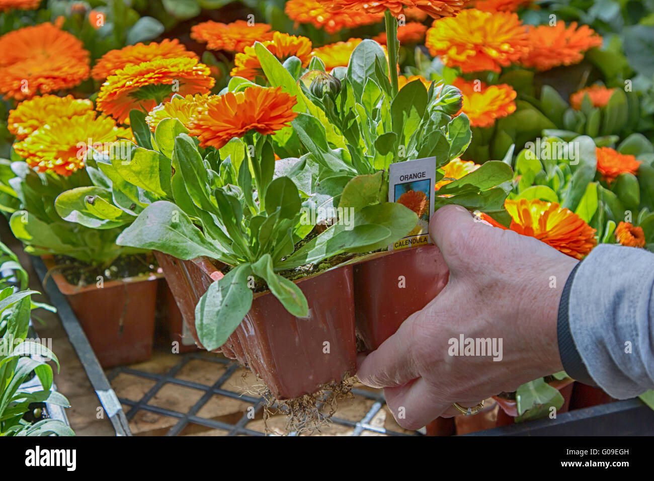 Customer's hand selecting annual flowers in a retail nursery Stock ...