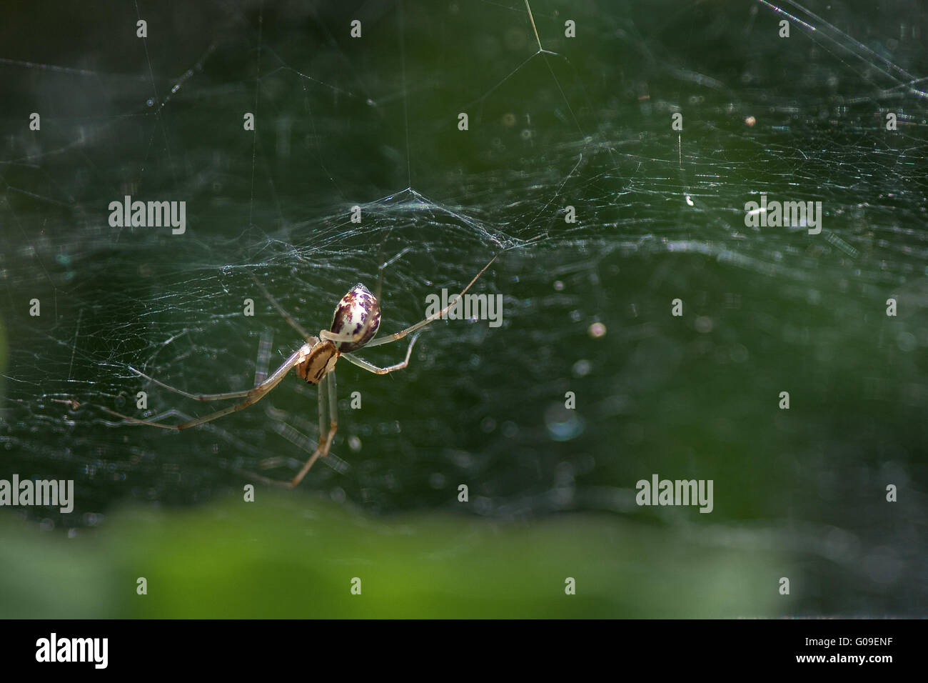 money spiders - sheet weavers Stock Photo - Alamy