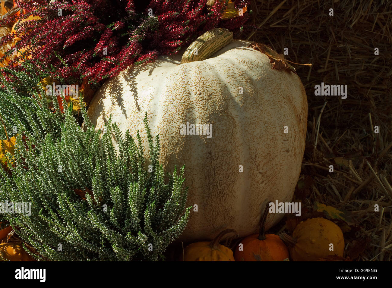 white marrow - Cucurbita Stock Photo - Alamy