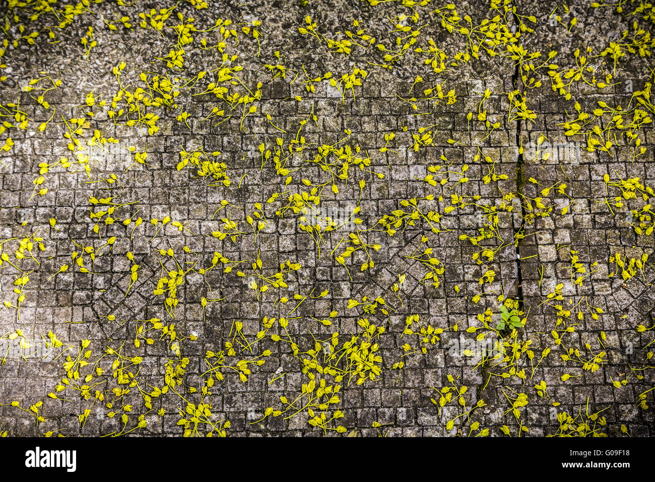 Cobble stone pavement hi-res stock photography and images - Alamy