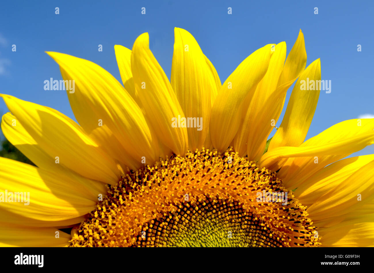 Half sunflower hi-res stock photography and images - Alamy