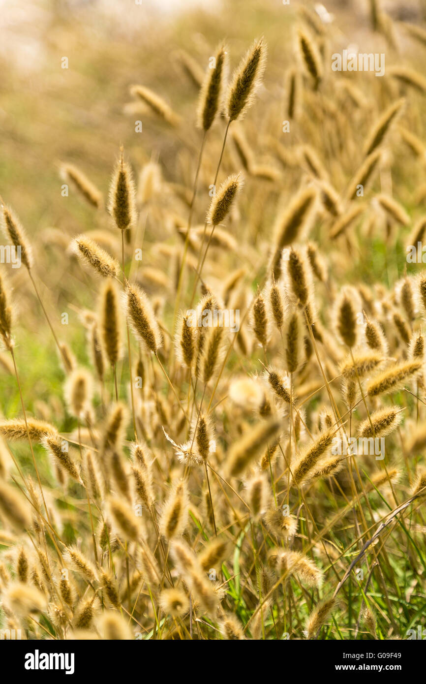 Summer field, sunset, corn feathers, landscape Stock Photo - Alamy