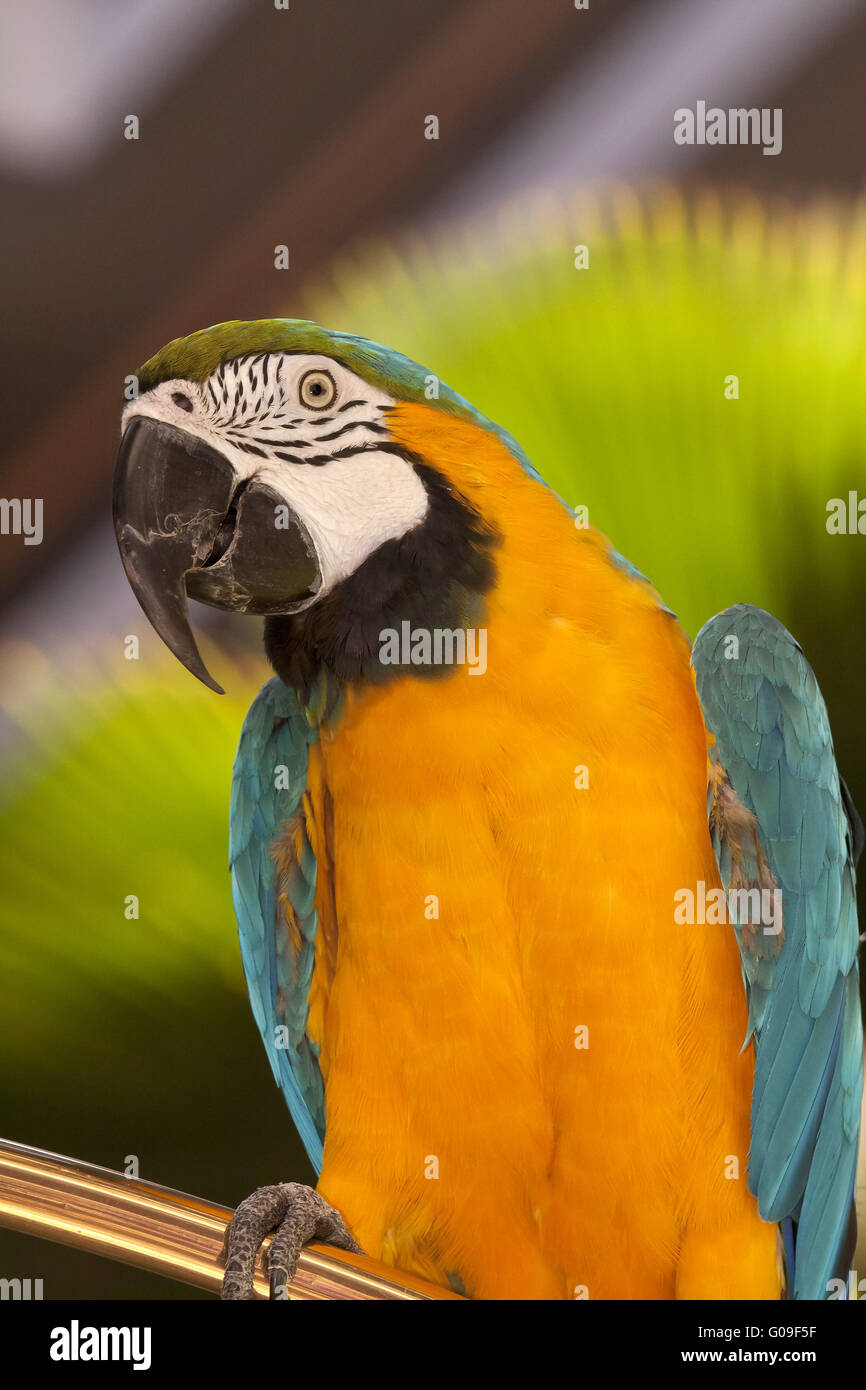 Polly Wants A Cracker