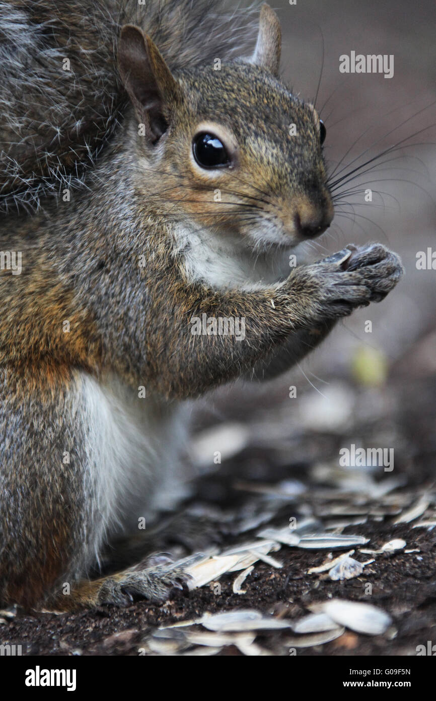 Gray squirrel outside hi-res stock photography and images - Alamy
