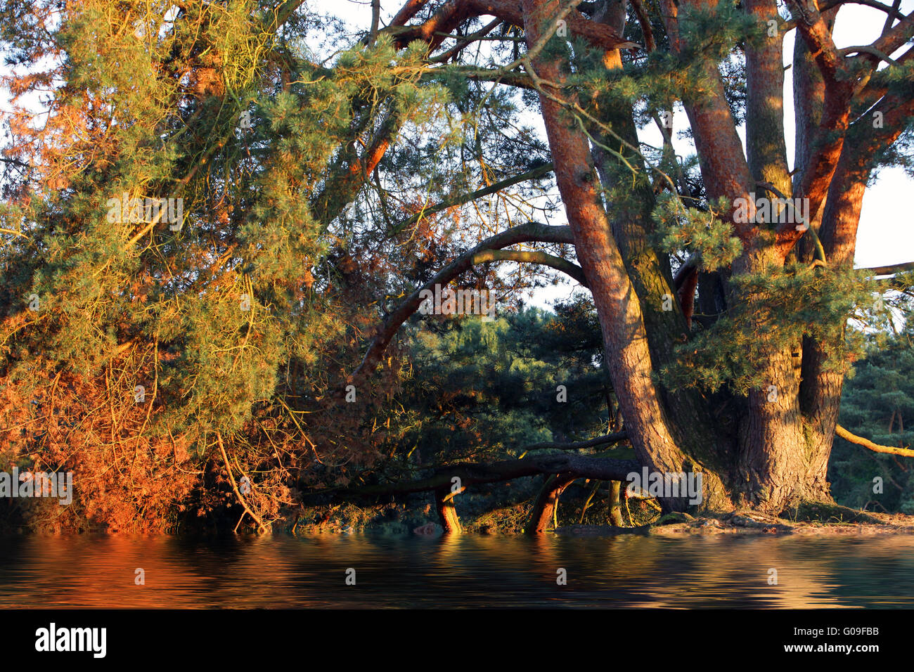 Over dense branches hi-res stock photography and images - Alamy