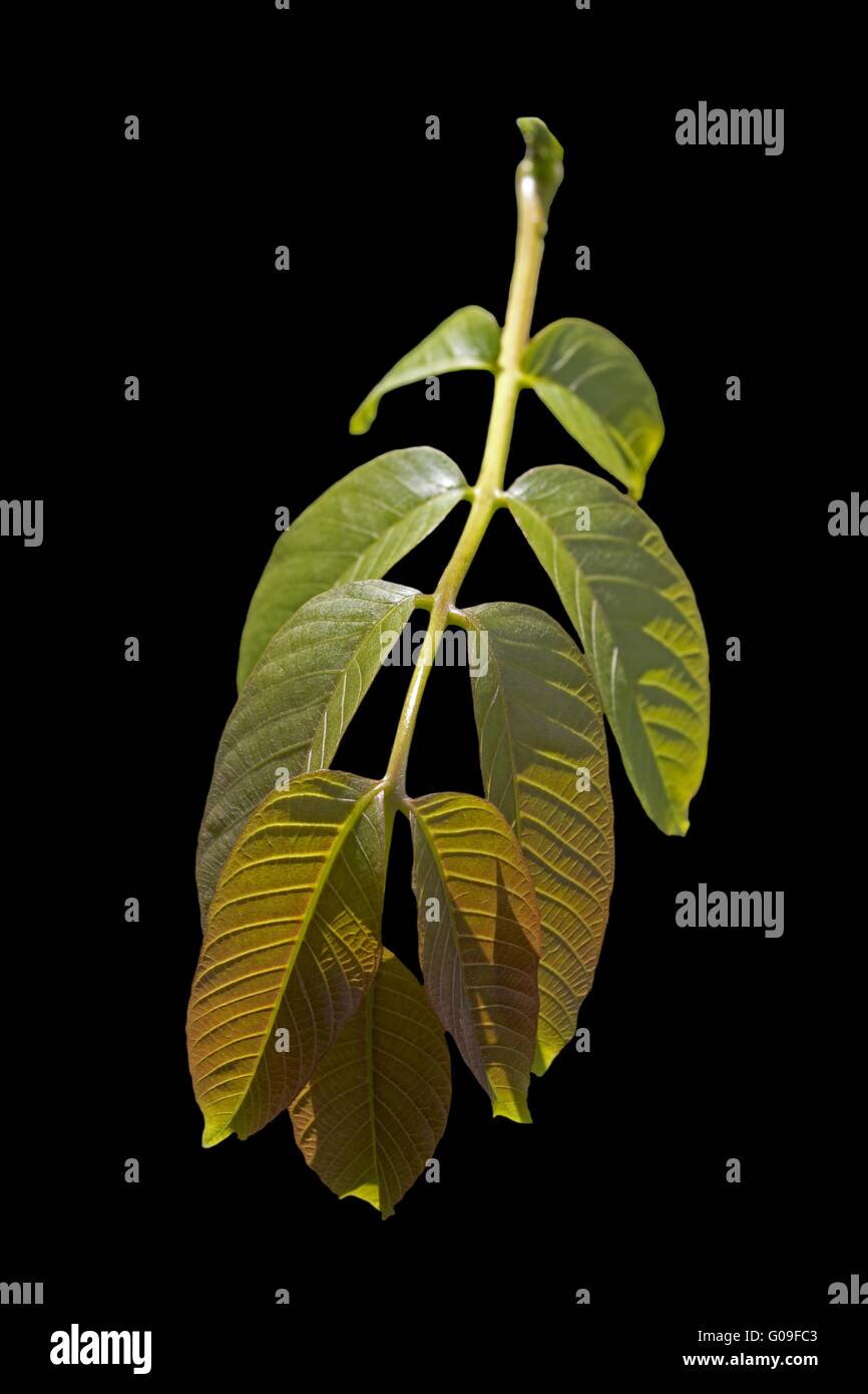 Persian walnut hi-res stock photography and images - Alamy