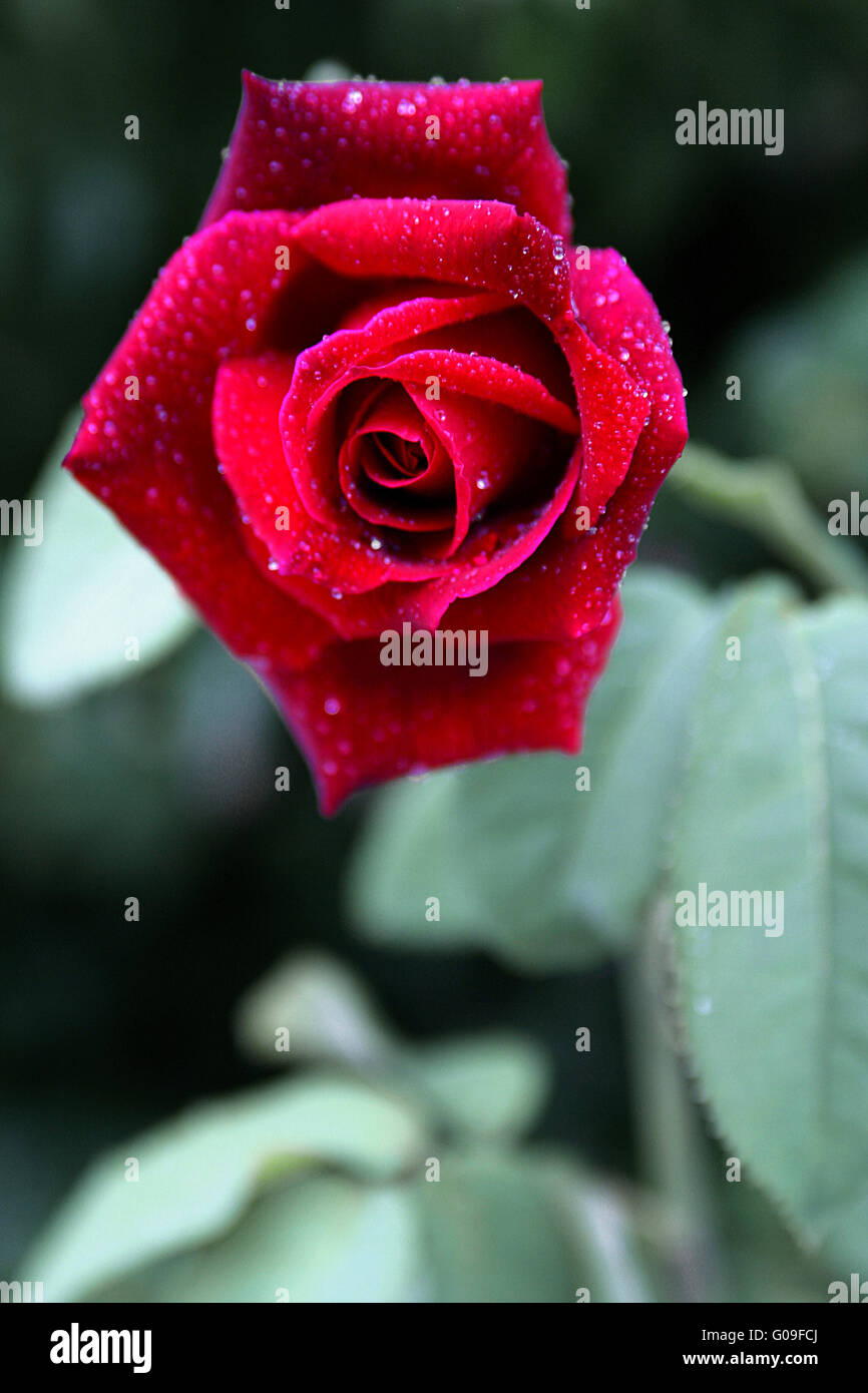 Red rose delight Stock Photo - Alamy