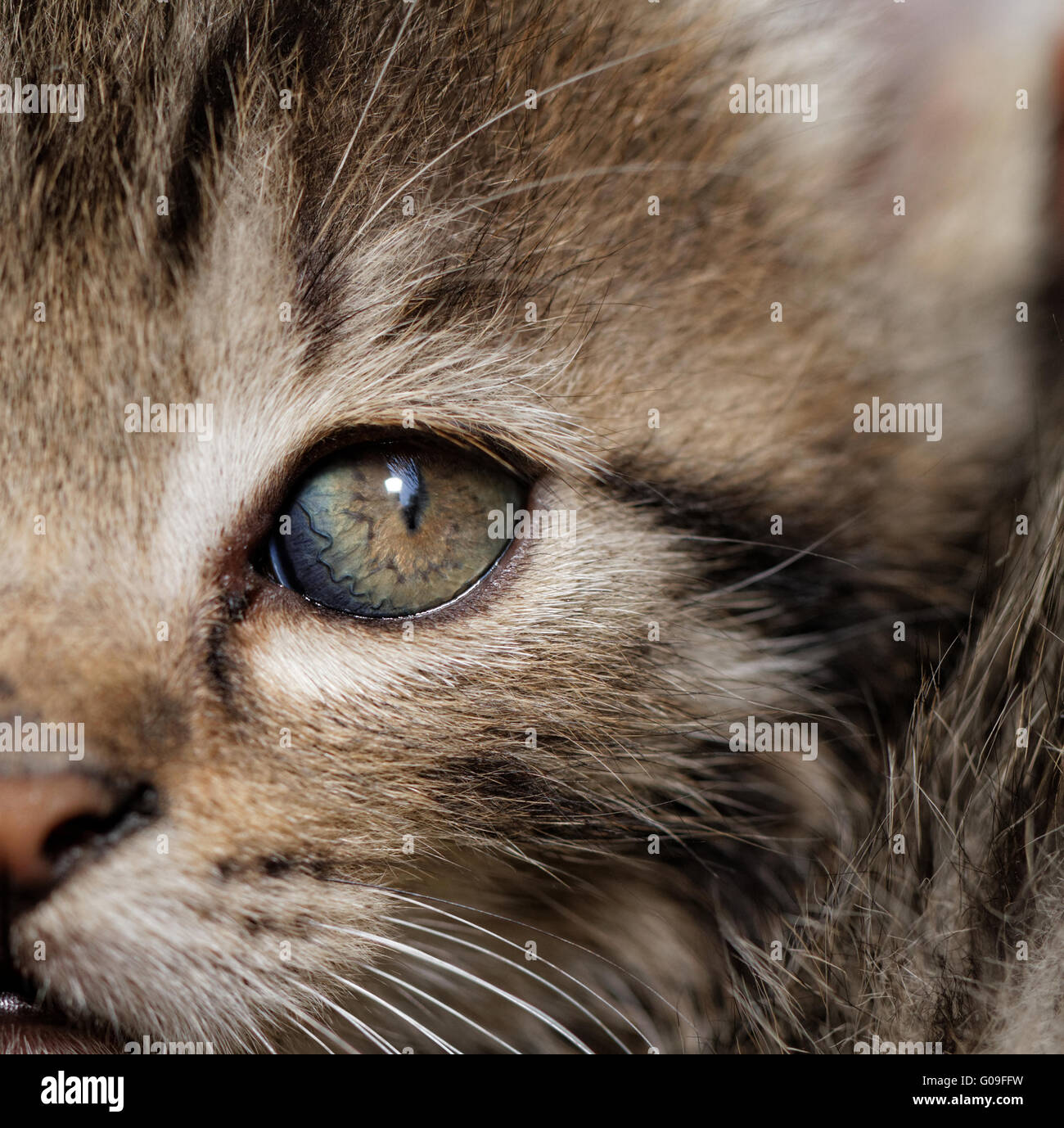 Cat macro hi-res stock photography and images - Alamy