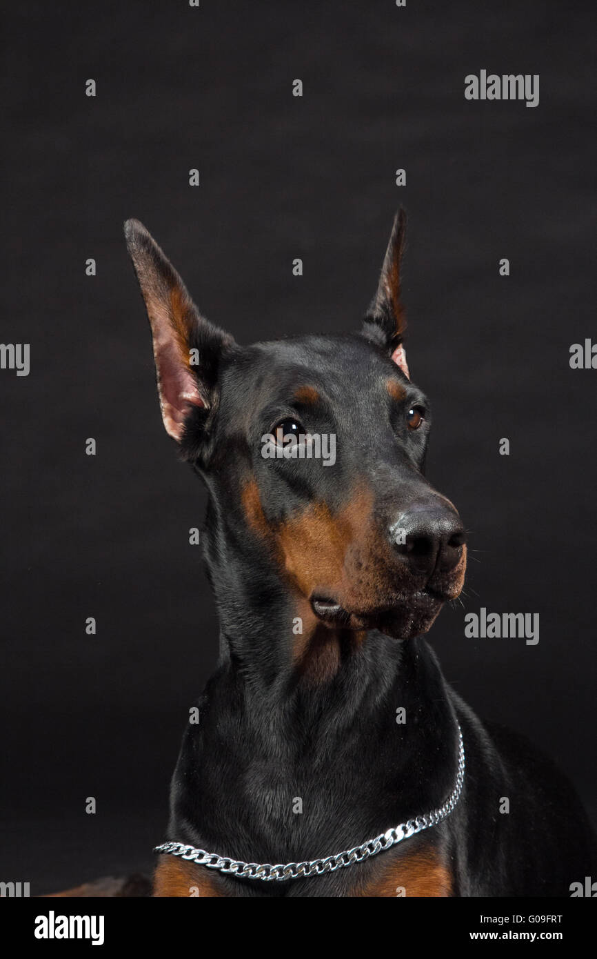 Doberman pincher hi-res stock photography and images - Alamy