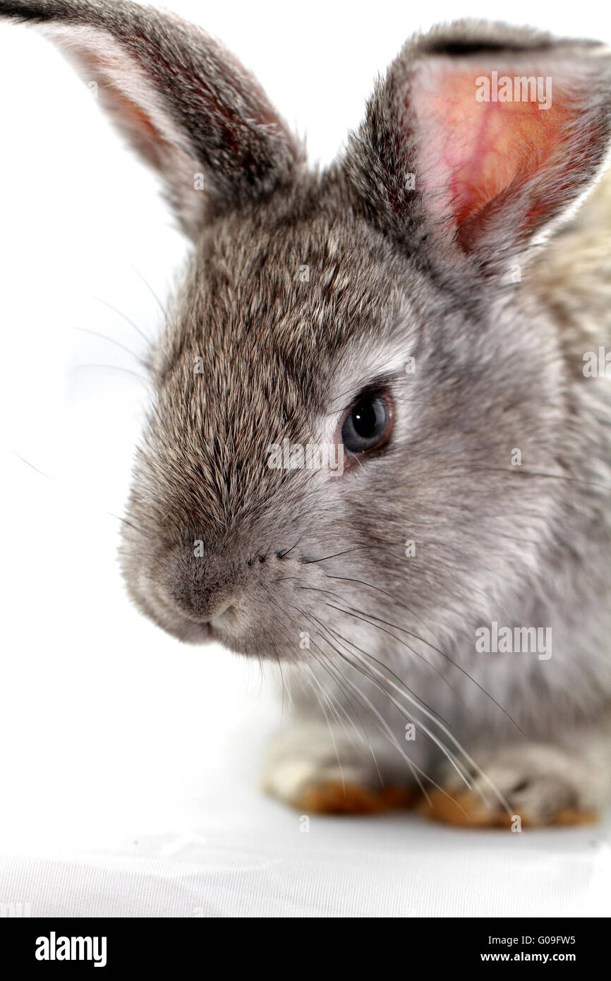 Cute gray rabbit isolated on white background Stock Photo - Alamy