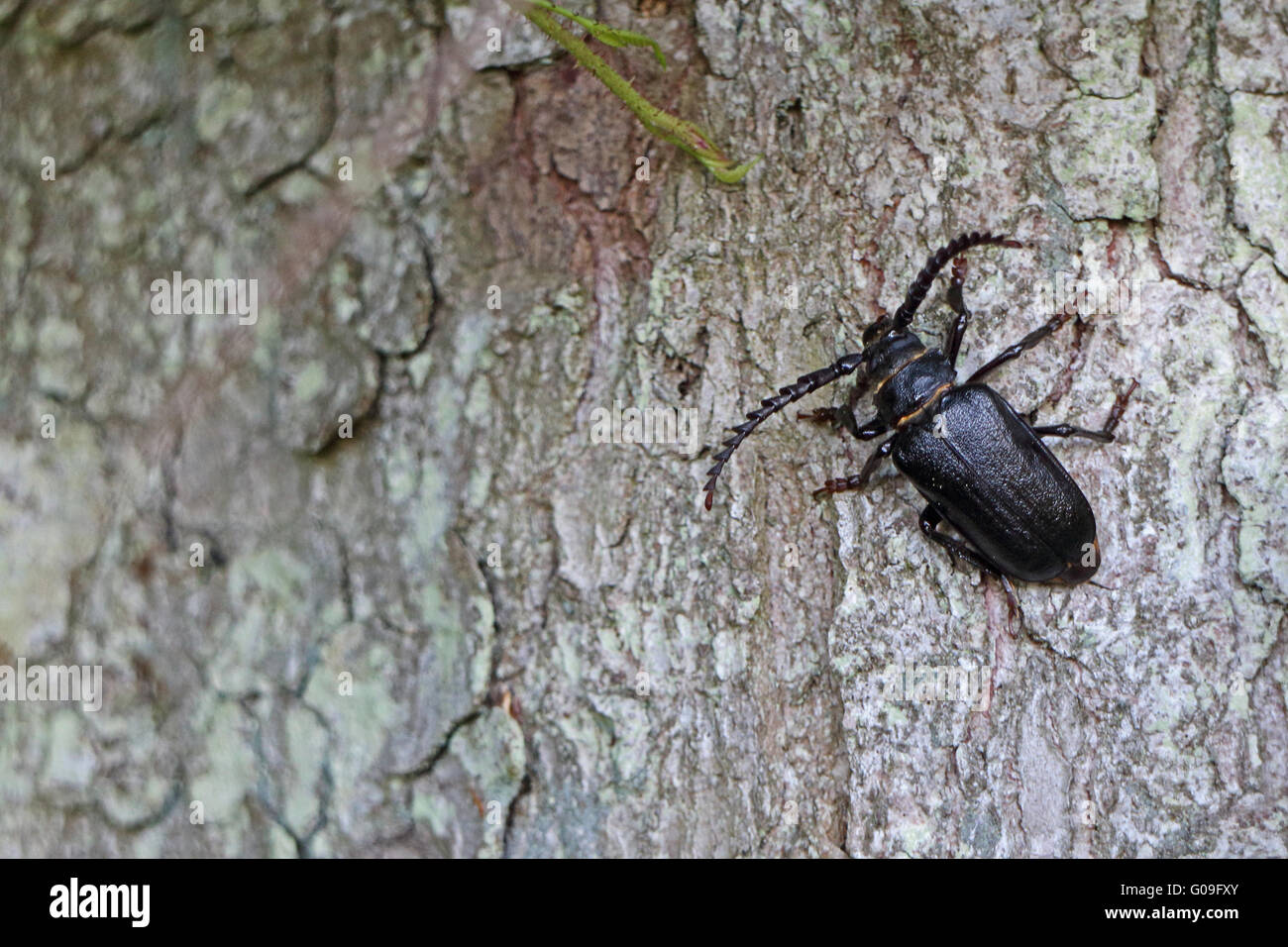Sawbuck hi-res stock photography and images - Alamy