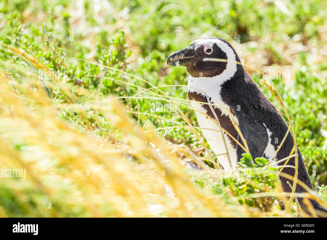 Penguin in the wild Stock Photo - Alamy