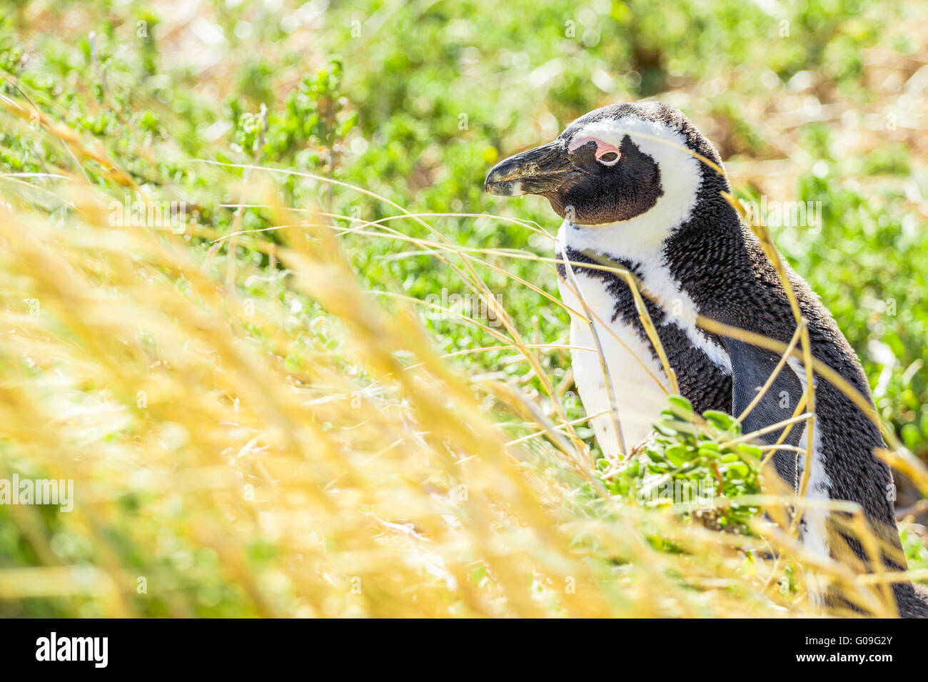 Penguin in the wild Stock Photo - Alamy