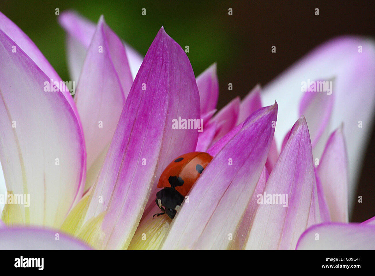 Ladybug hiding hi-res stock photography and images - Alamy
