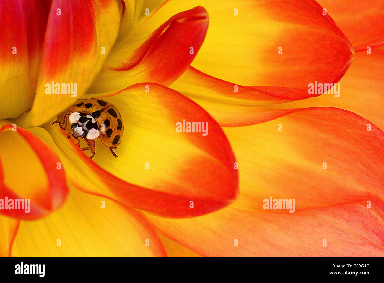Orange ladybug with black spots hi-res stock photography and images - Alamy