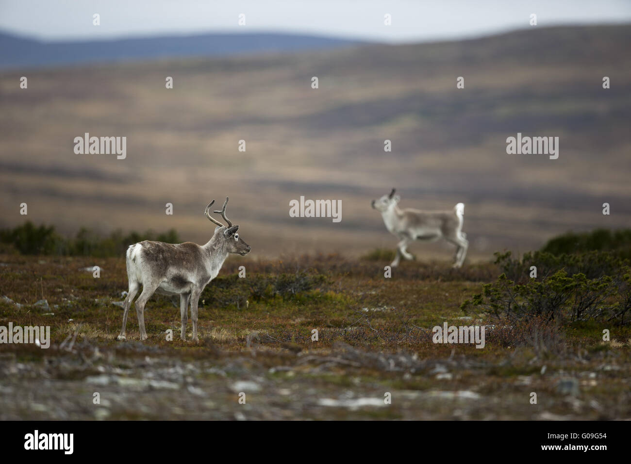 Reindeer cow with subadult Stock Photo - Alamy