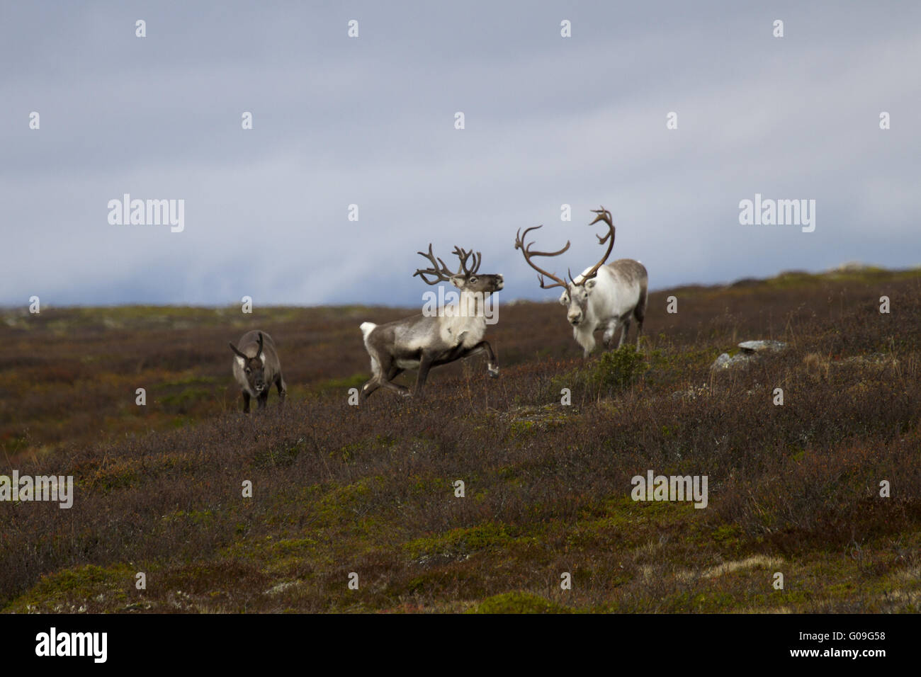 Three reindeers hi-res stock photography and images - Alamy