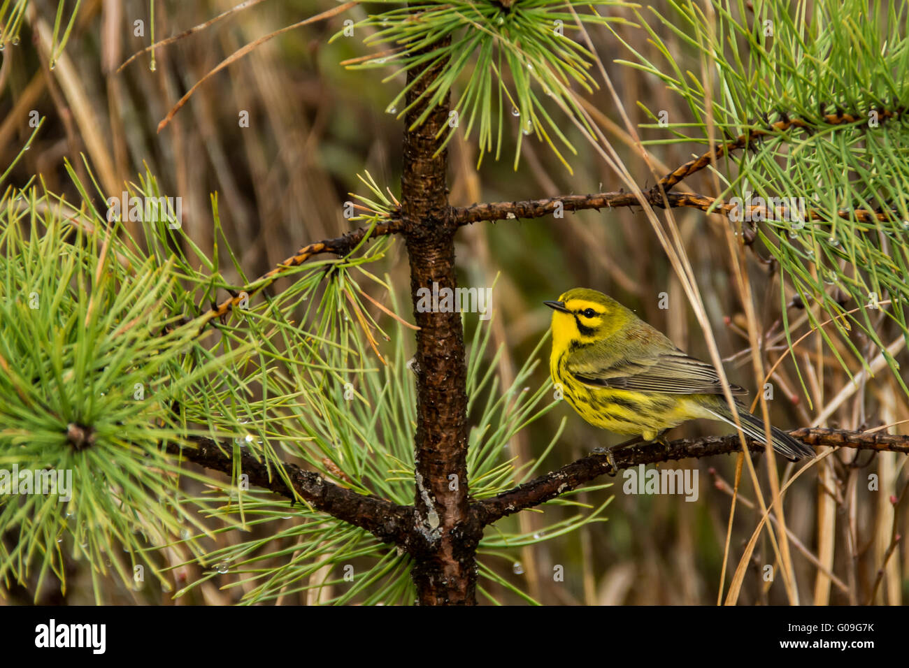 Pine barrens hi-res stock photography and images - Alamy