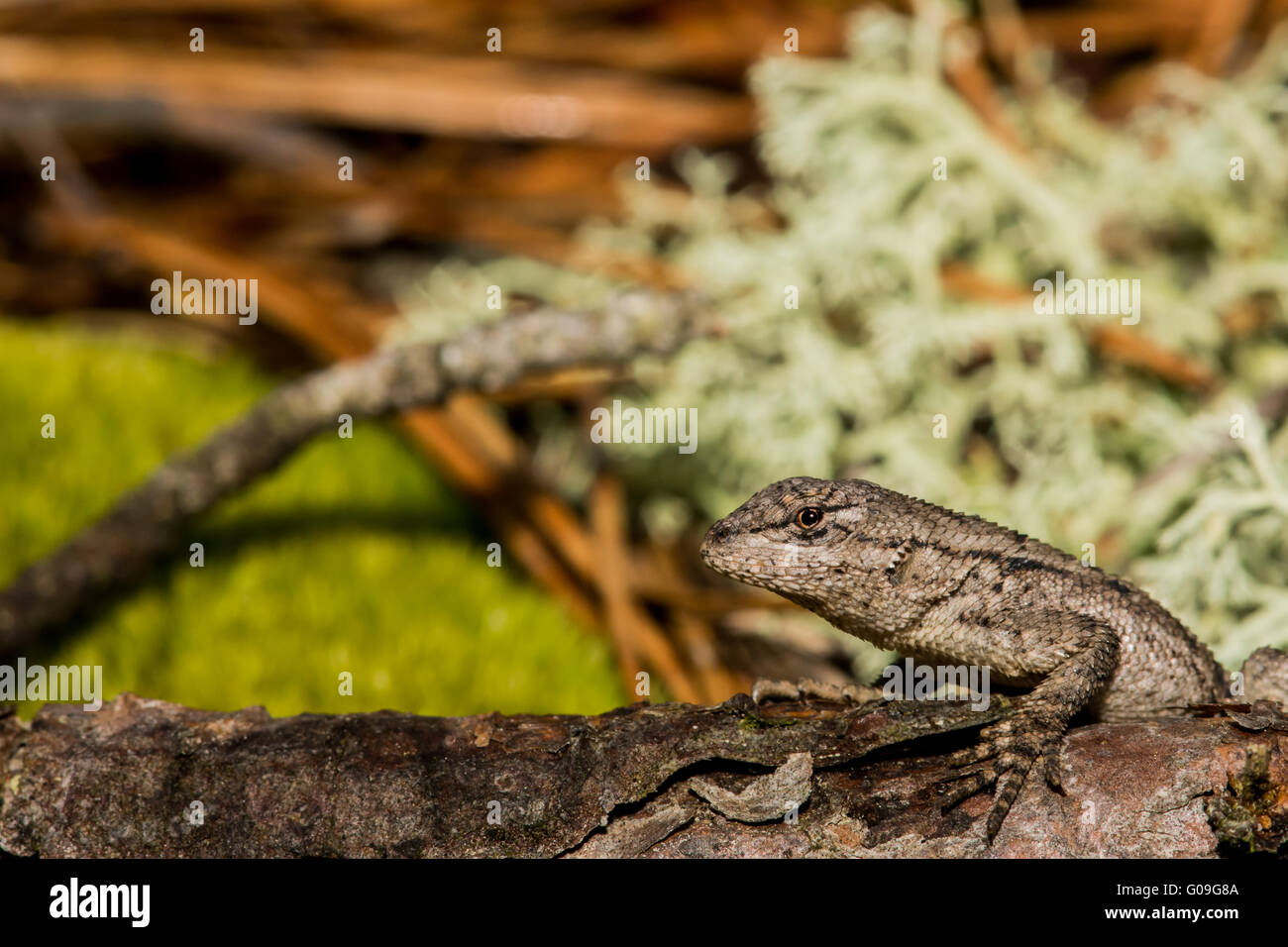 Eastern Fence Lizard Stock Photo - Alamy