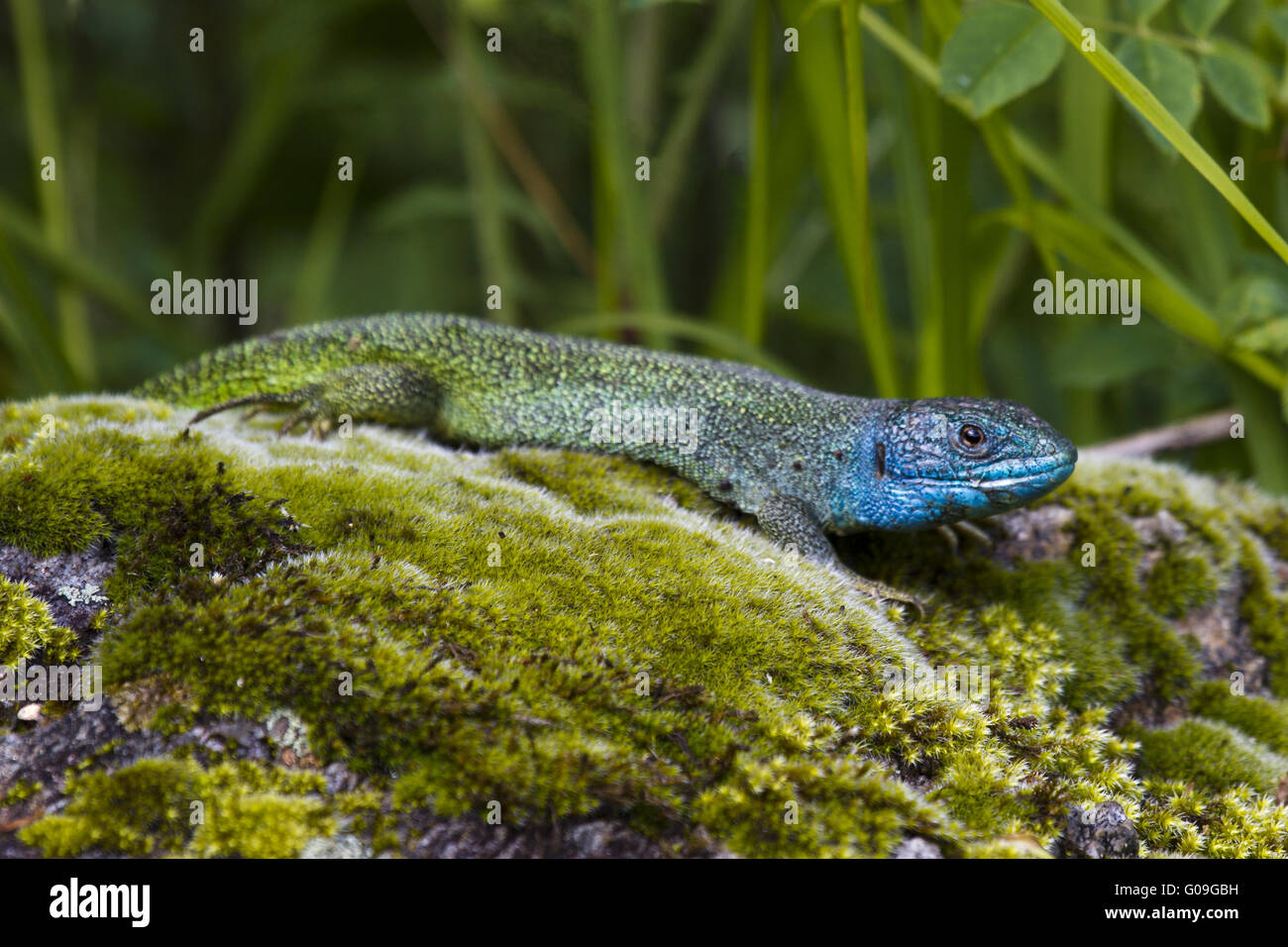 western green lizard Stock Photo - Alamy