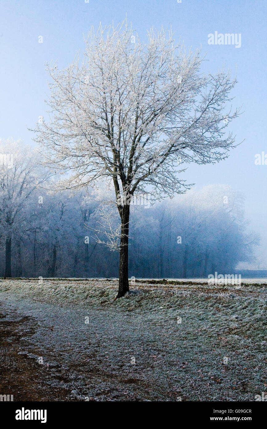 Winter landscape single tree at forest border Stock Photo - Alamy
