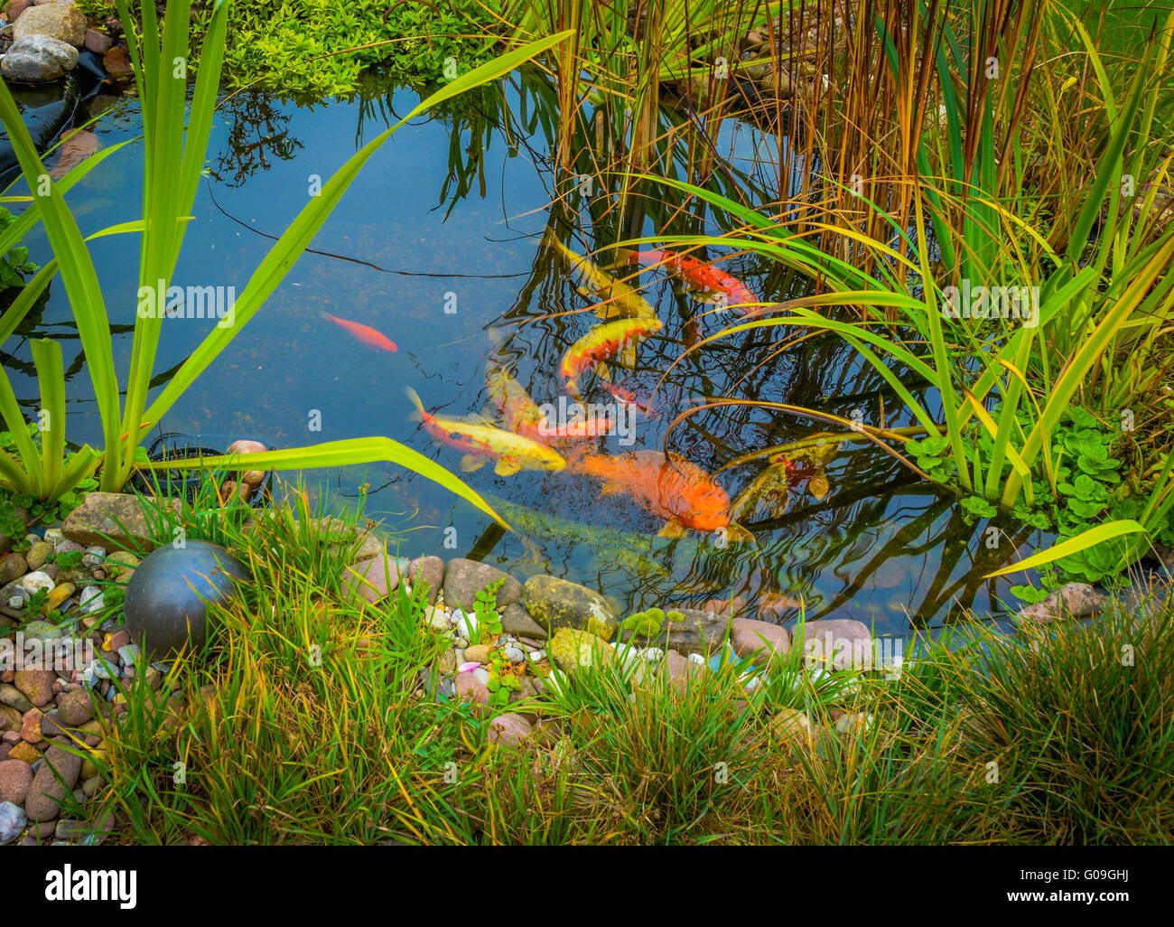 Koi pond construction hi-res stock photography and images - Alamy