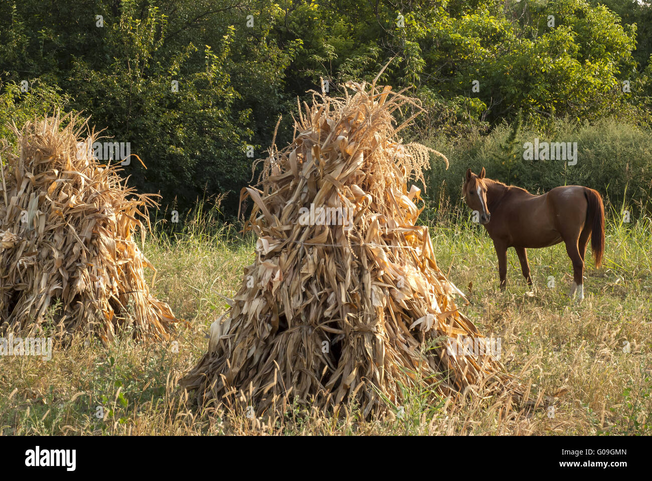 Stacks of dry corn hi-res stock photography and images - Alamy