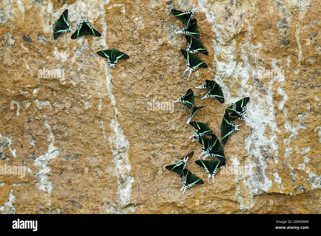 Grungestreifter urania hi-res stock photography and images - Alamy