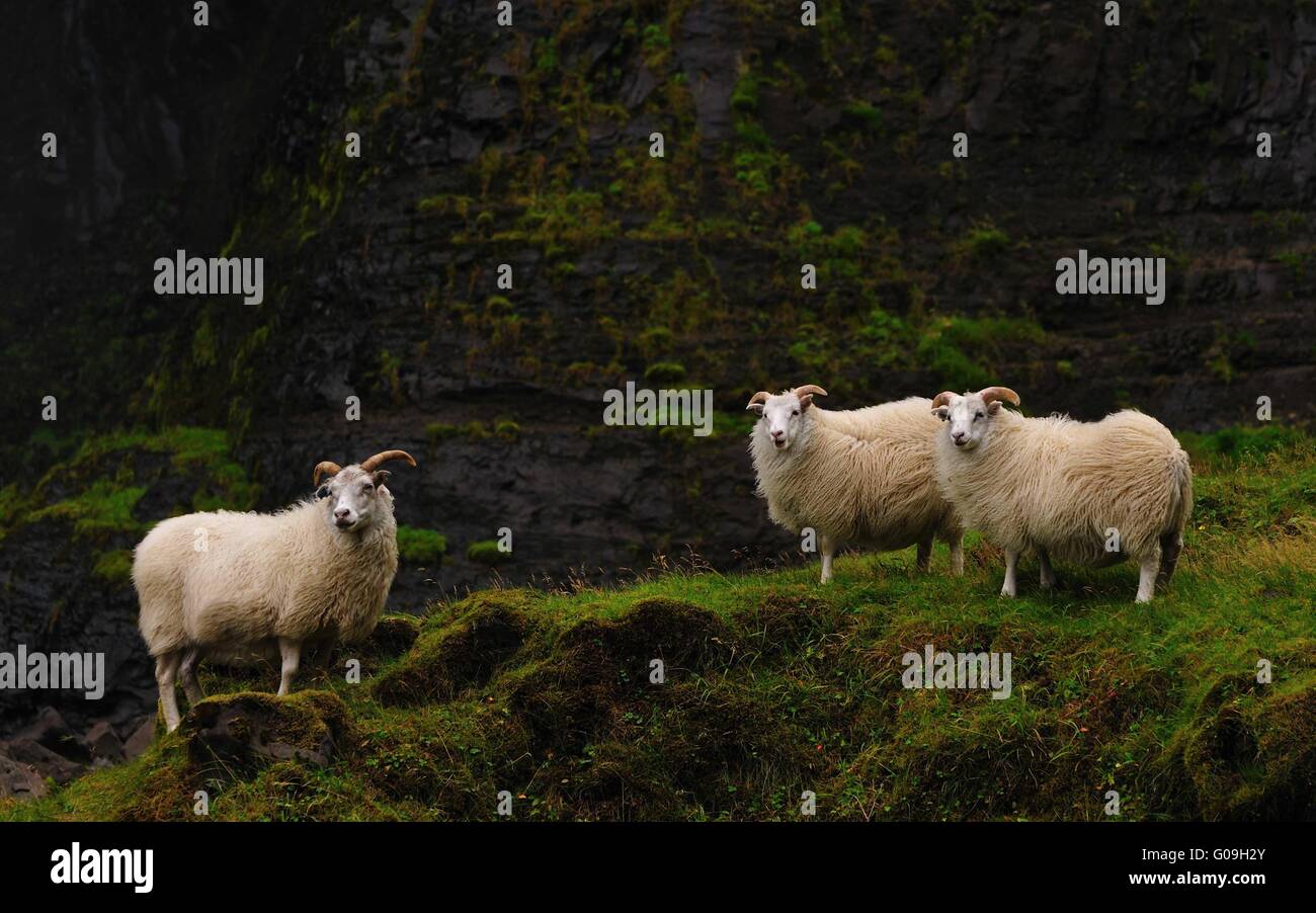 Strong sheep hi-res stock photography and images - Alamy