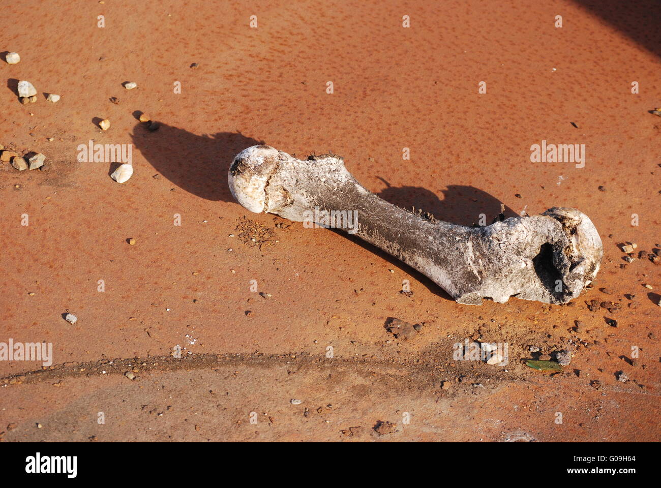 Bone surface hi-res stock photography and images - Alamy