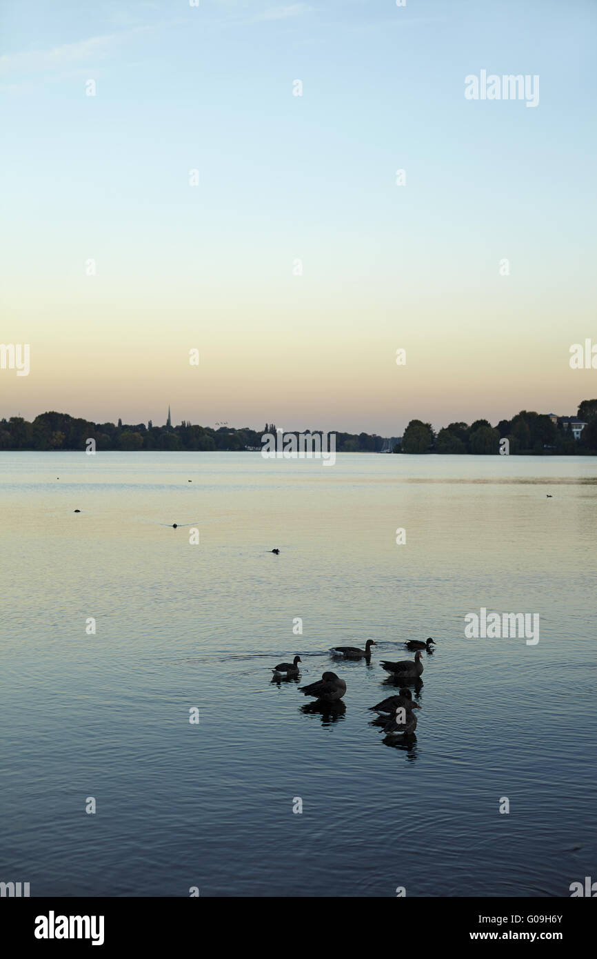 Ducks on the hamburger Alster Stock Photo - Alamy