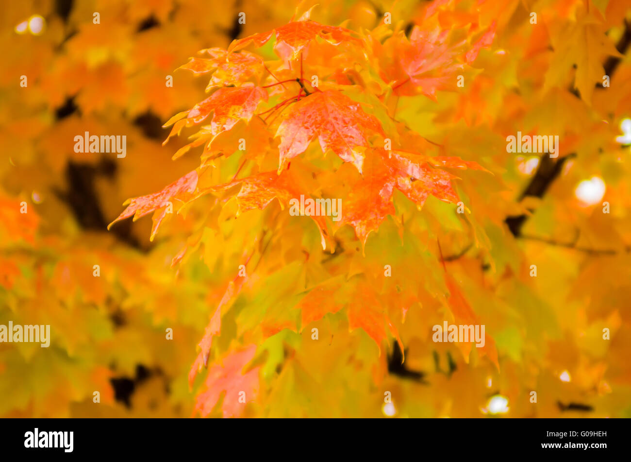 autumn colors within southern city limits in late november Stock Photo ...
