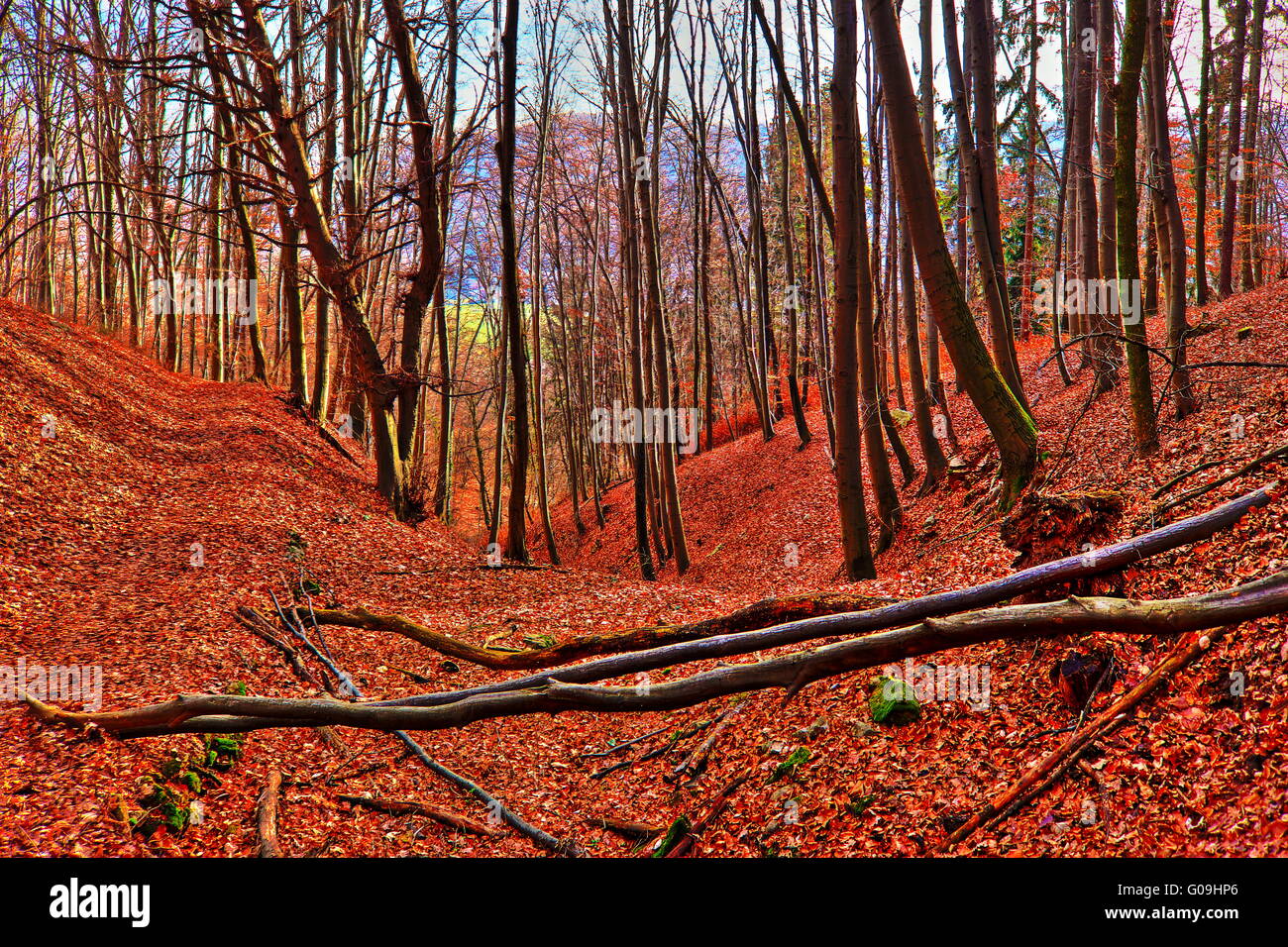 Austrian wald hi-res stock photography and images - Alamy