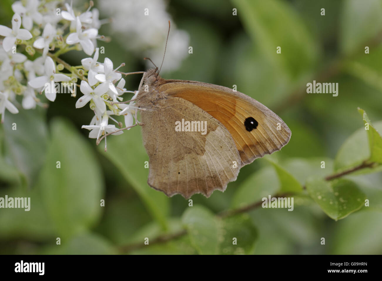 Maniola jurtina, Meadow Brown butterfly (female Stock Photo - Alamy