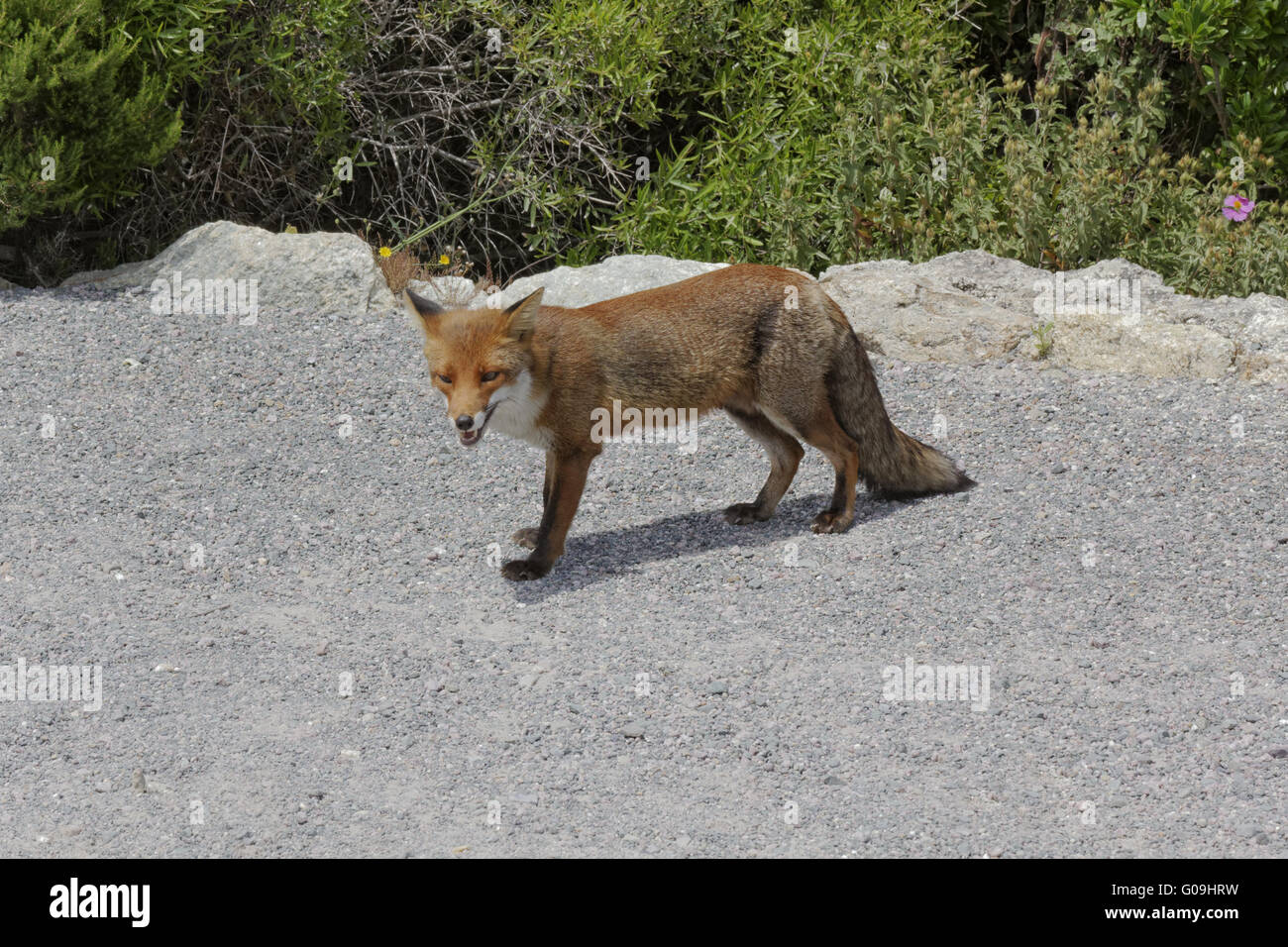Red Fox (Vulpes vulpes) in the mountains, Corsica Stock Photo - Alamy