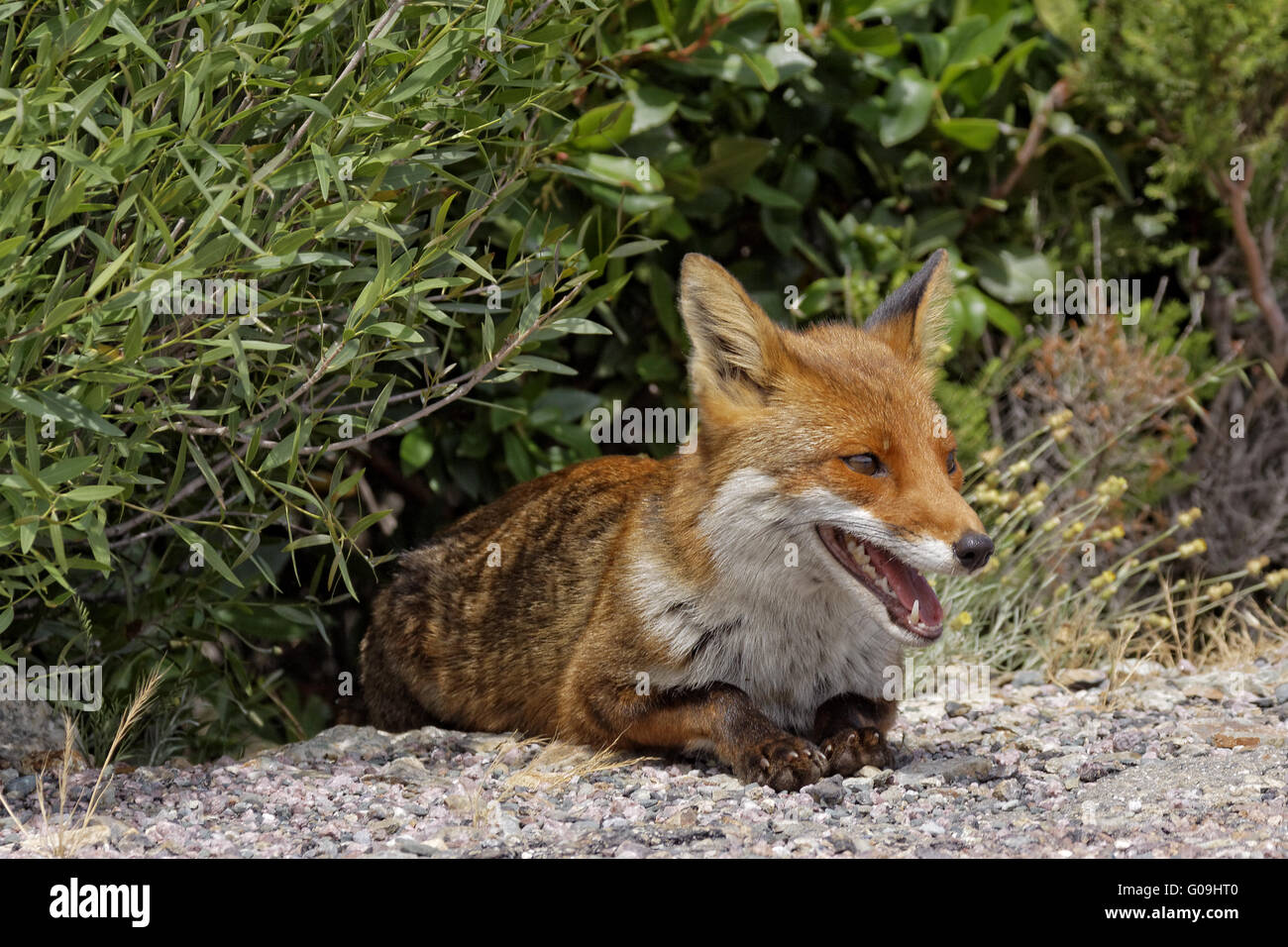 Red Fox (Vulpes vulpes) in the mountains, Corsica Stock Photo - Alamy
