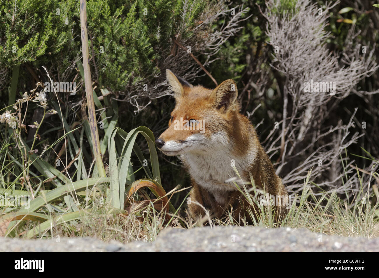 Red Fox (Vulpes vulpes) in the mountains, Corsica Stock Photo - Alamy