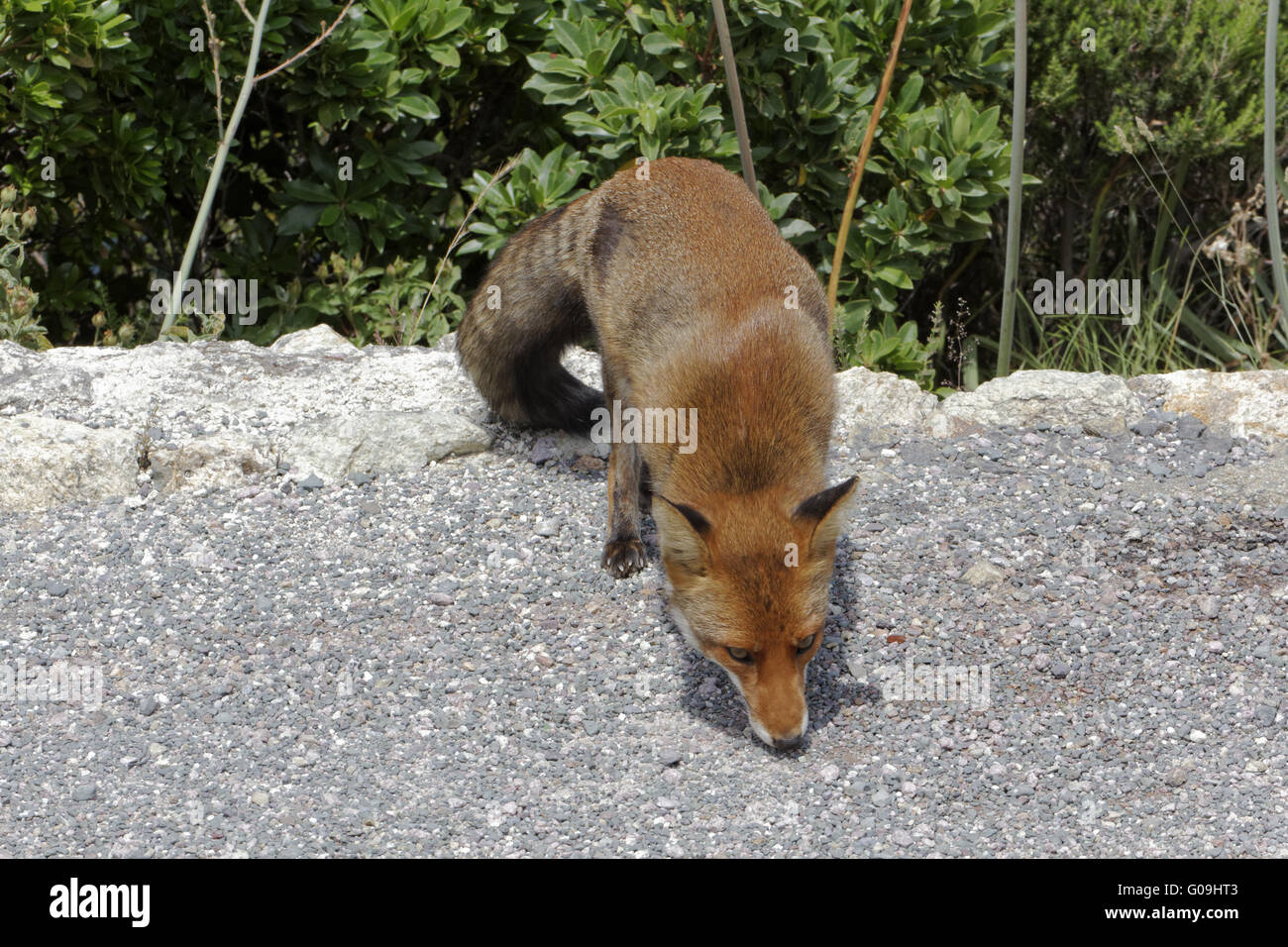 French red fox hi-res stock photography and images - Alamy