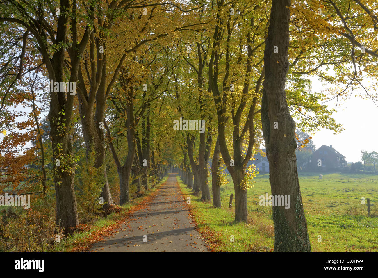 Lime grove in autumn in Lower Saxony, Germany Stock Photo - Alamy