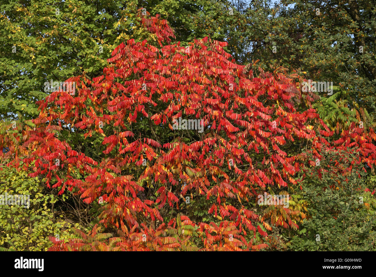 Decidious tree hi-res stock photography and images - Alamy