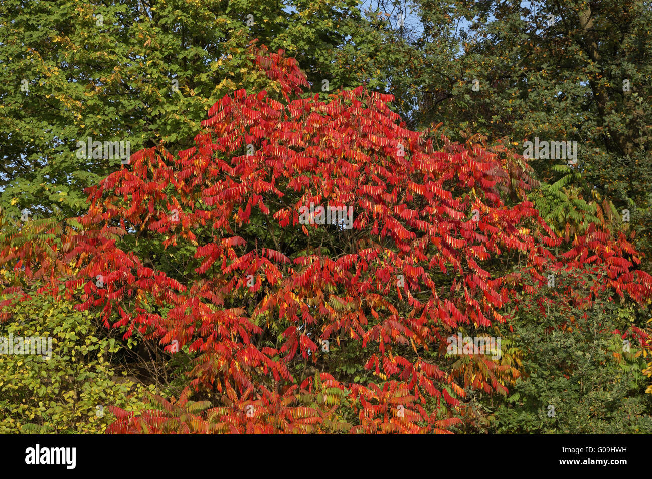 Decidious tree hi-res stock photography and images - Alamy