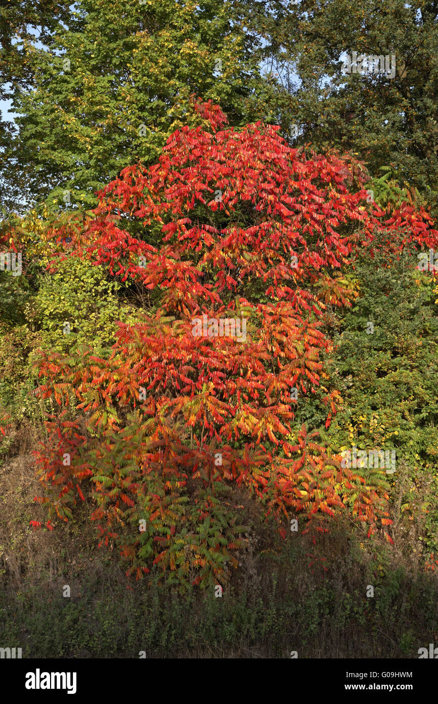 Decidious tree hi-res stock photography and images - Alamy