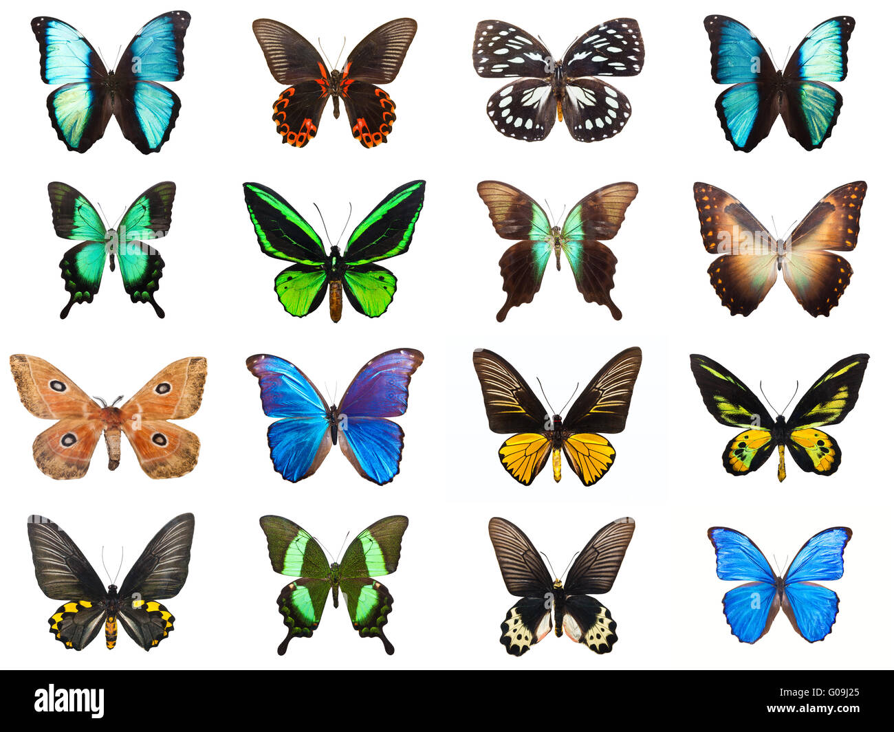 Monarch butterflies are the most beautiful of all butterflies Cut Out ...