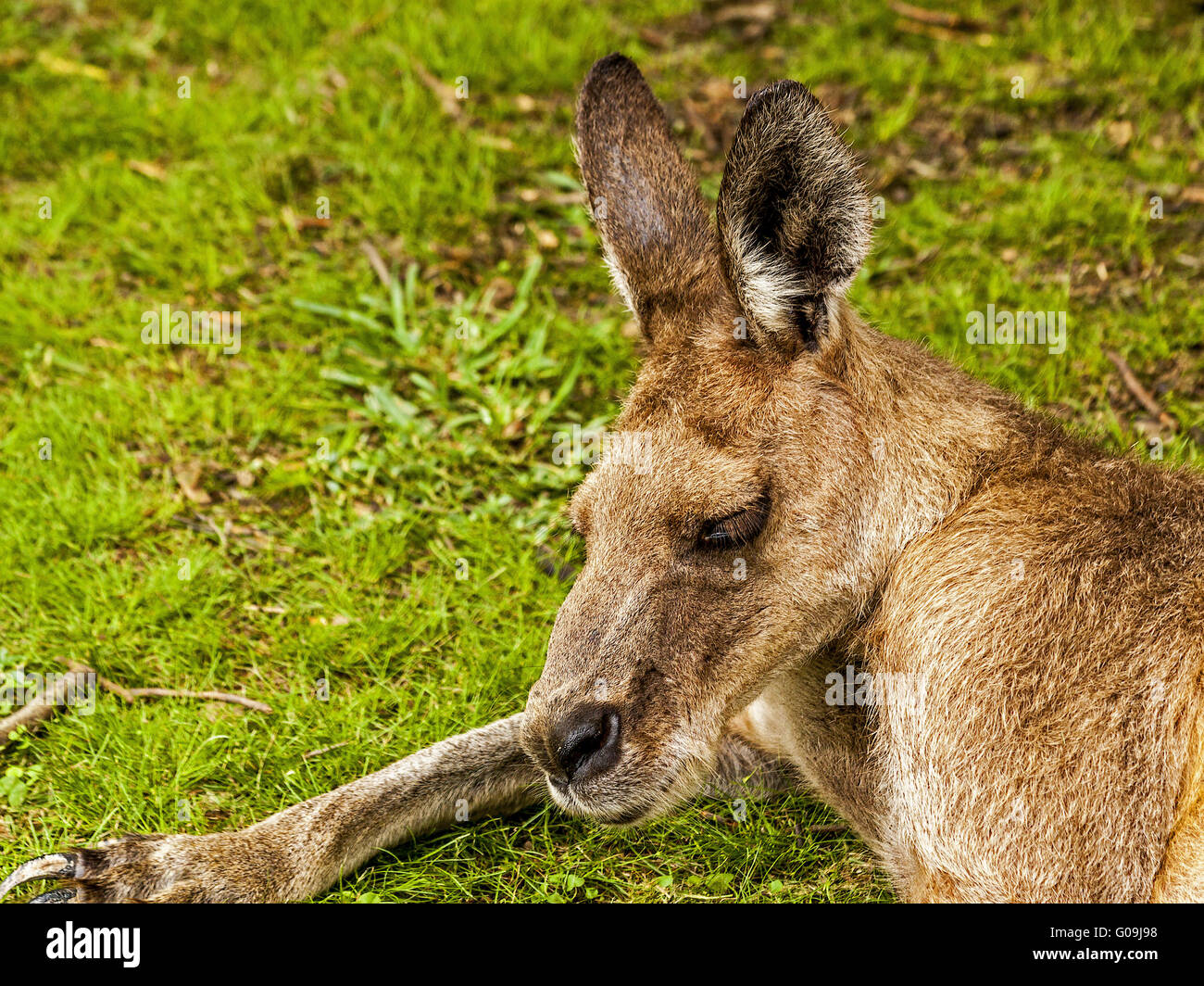 Resting kangaroo hi-res stock photography and images - Alamy