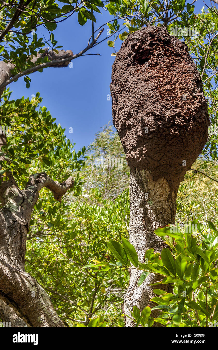 Termites Eating Tree