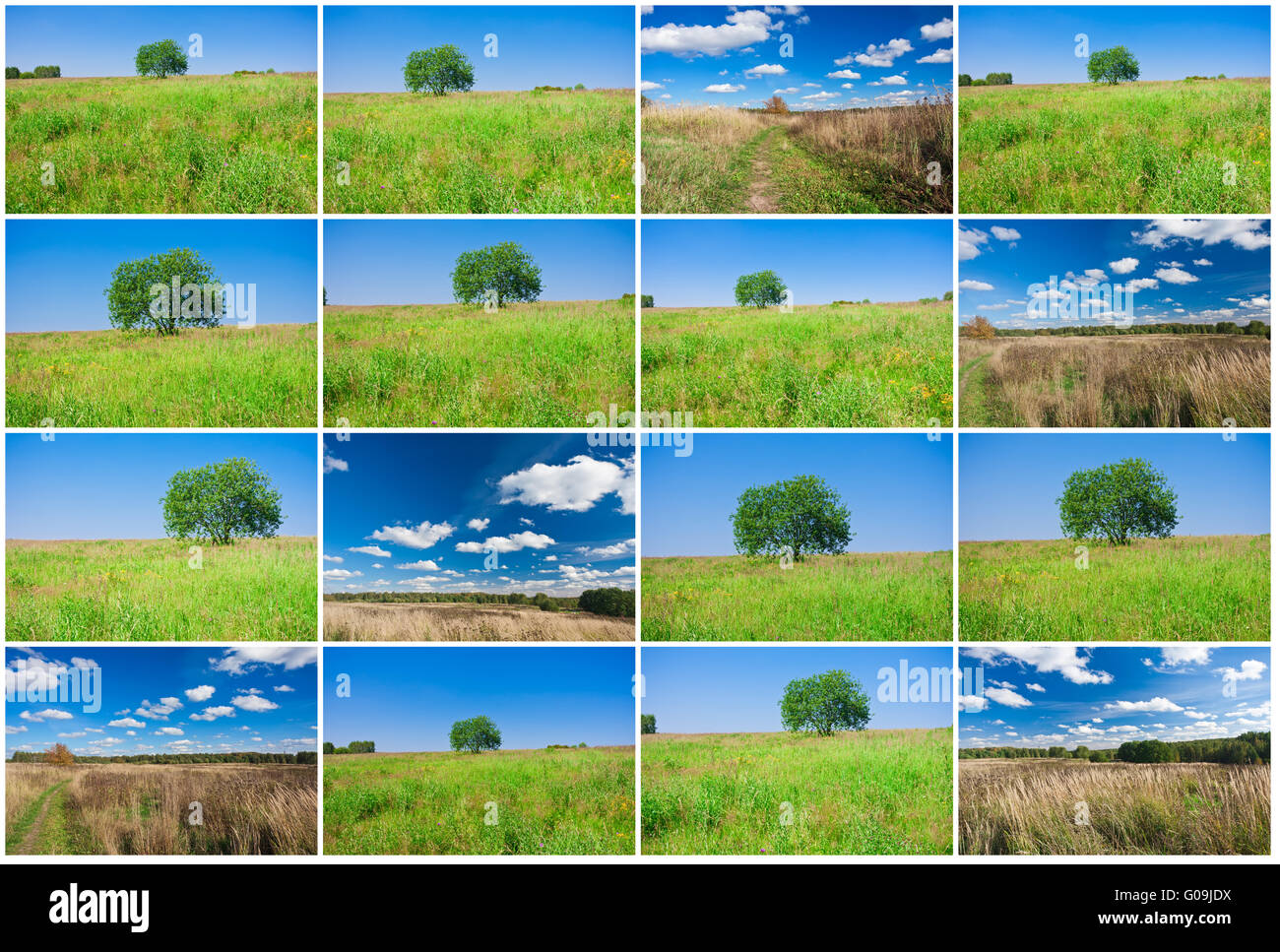 Tree and field Stock Photo - Alamy